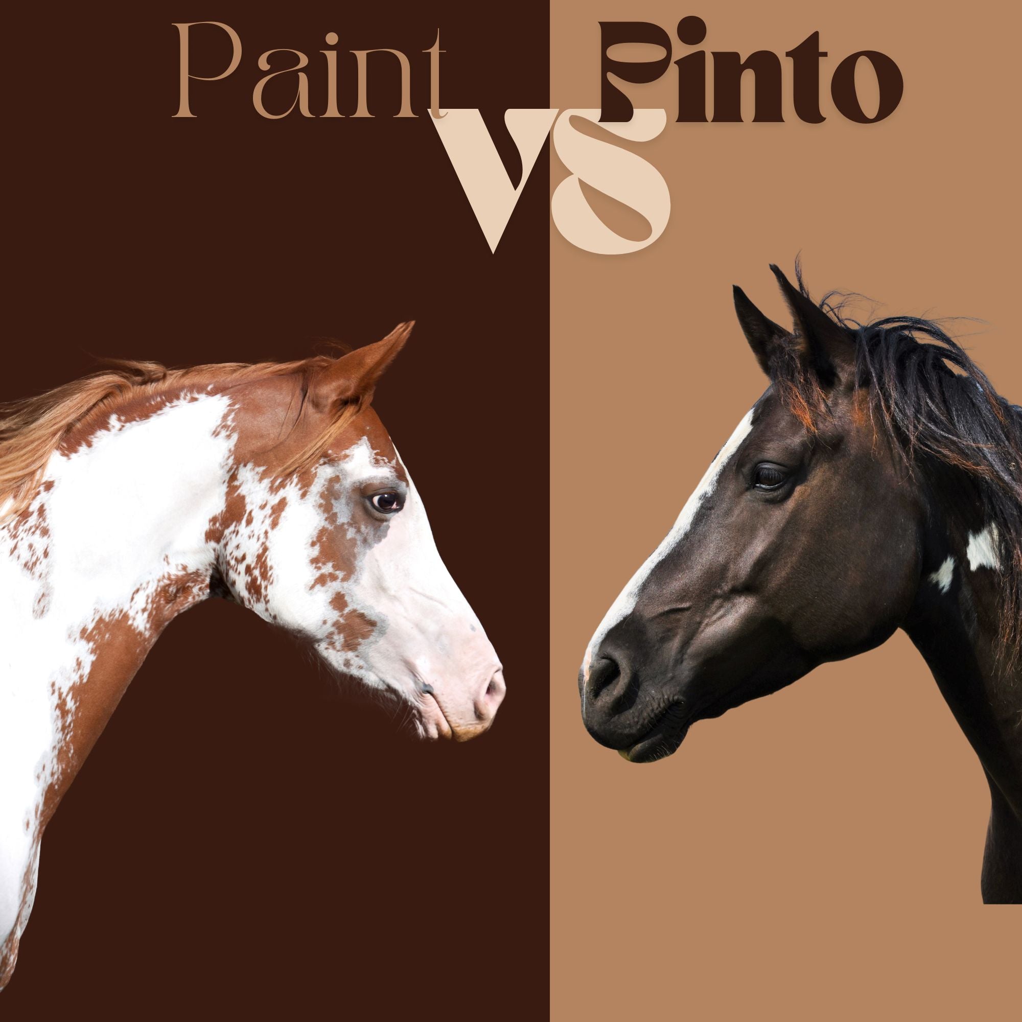 What is the difference between a Paint and a Pinto?